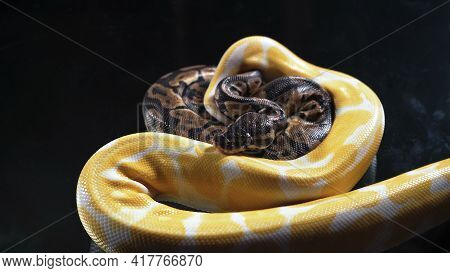 Two Headed Ball Python Images, Illustrations & Vectors (Free) - Bigstock