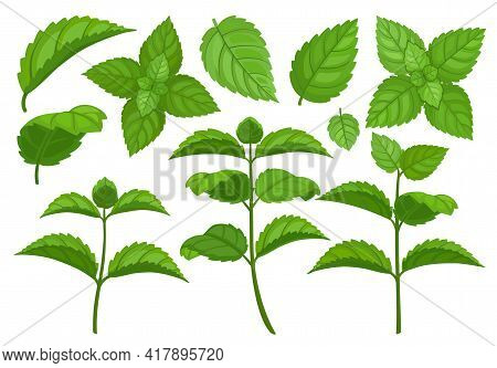 Mint Leaf Cartoon Vector & Photo (Free Trial) | Bigstock