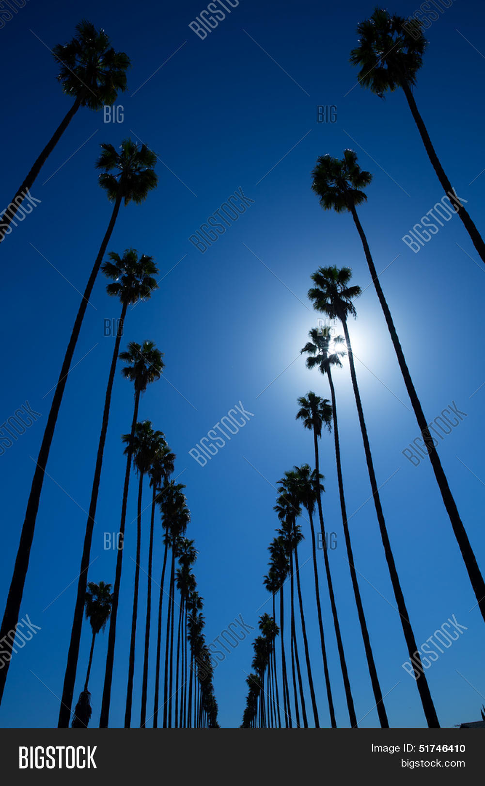 LA Los Angeles Palm Image & Photo (Free Trial) | Bigstock