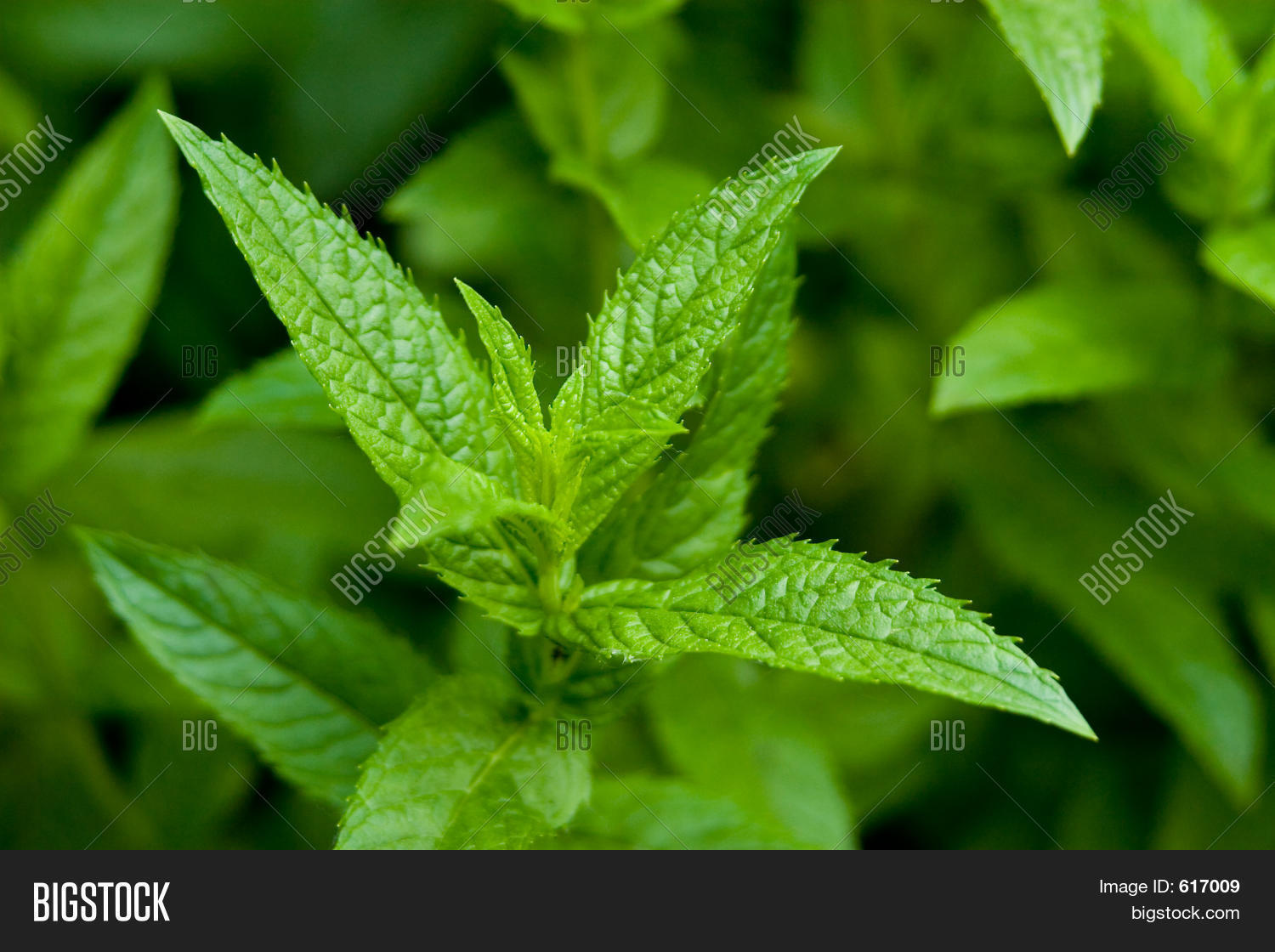 Single Peppermint Image & Photo (Free Trial) | Bigstock