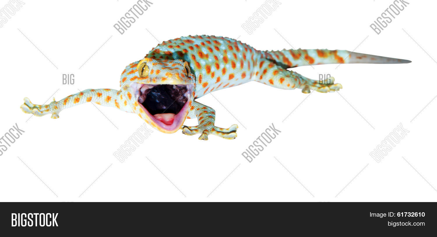 Tokay Gecko - Gekko Image & Photo (Free Trial) | Bigstock