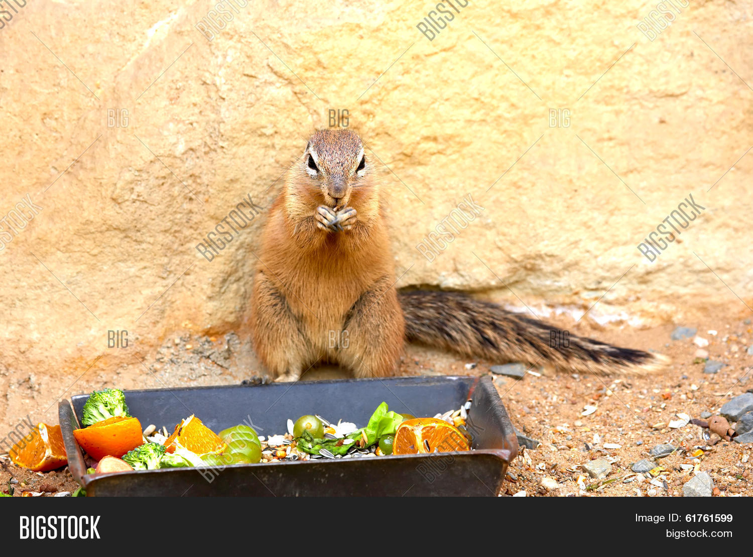 Exotic Squirrel Image & Photo (Free Trial) | Bigstock