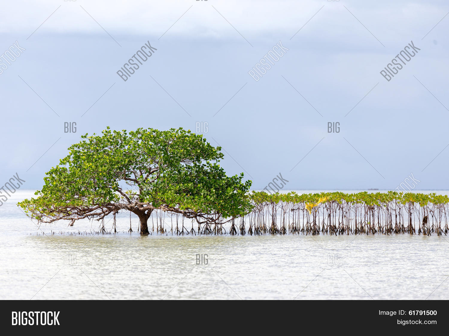 Beautiful Mangrove Image & Photo (Free Trial) | Bigstock