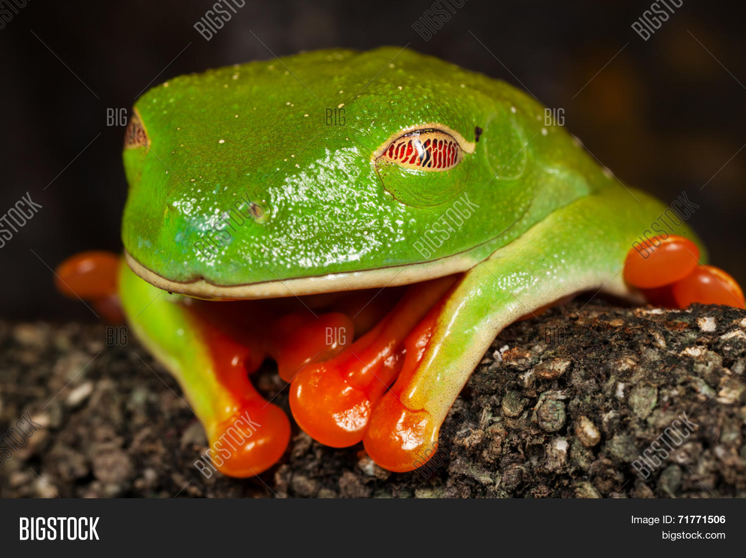 Red Eyed Tree Frog Sleeping