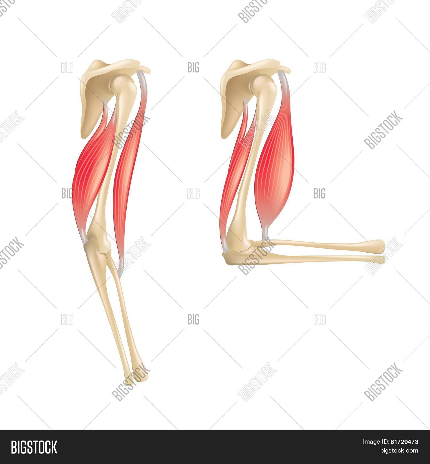Elbow Joint Anatomy Vector & Photo (Free Trial) | Bigstock