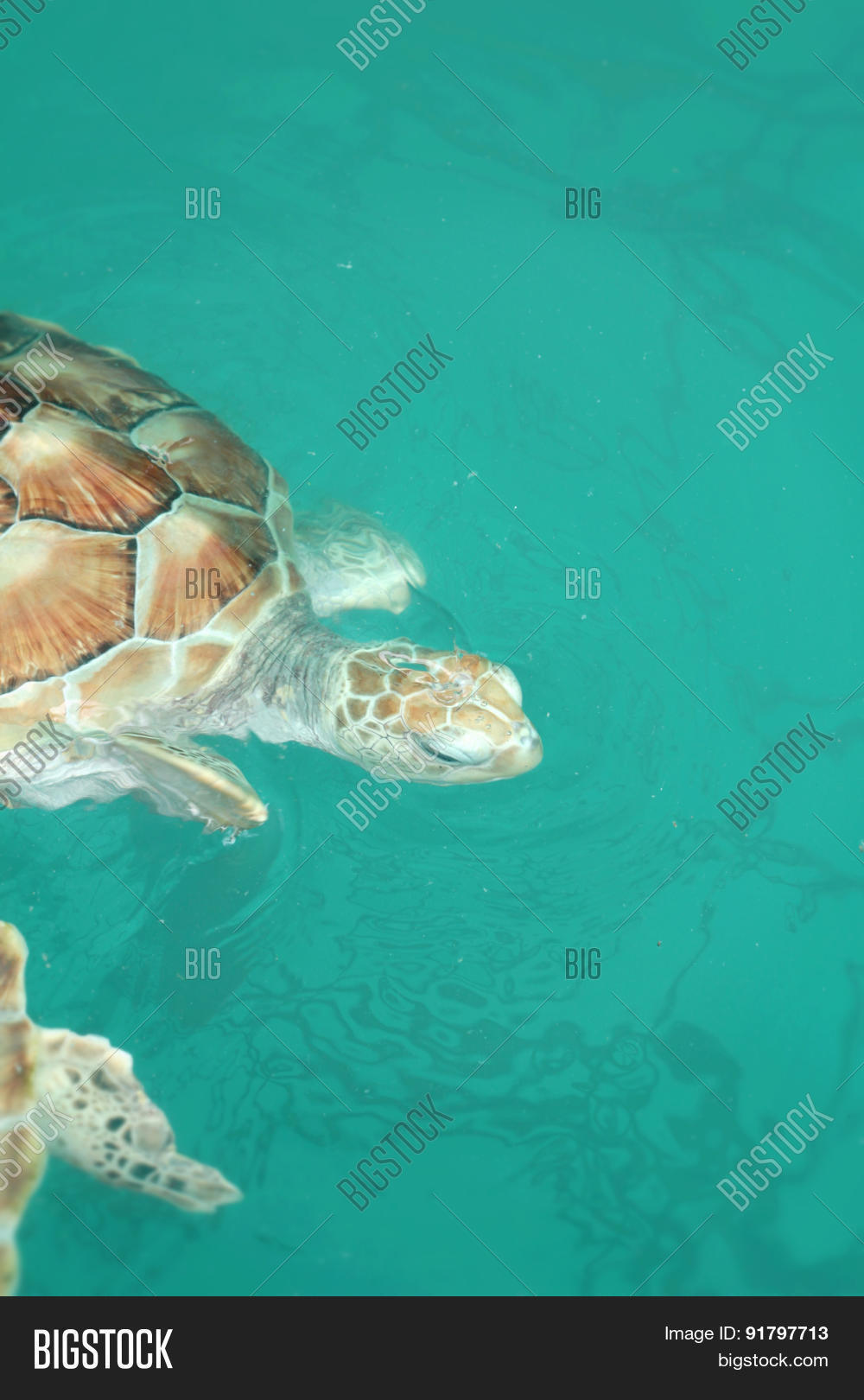 Sea Turtle Swimming Image & Photo (Free Trial) | Bigstock