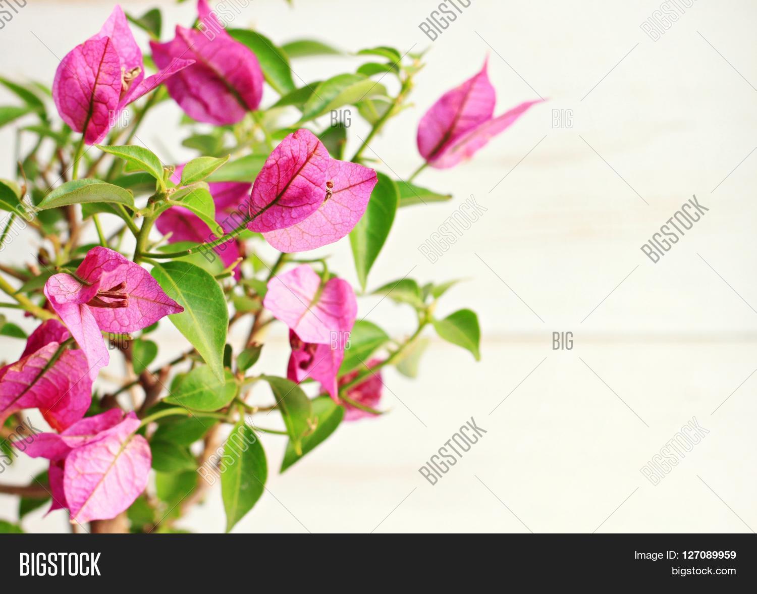 Bright Pink Tropical Image & Photo (Free Trial) | Bigstock