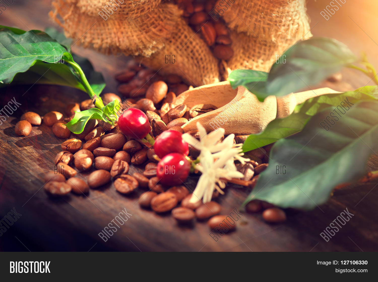 Coffee Beans Real Image & Photo (Free Trial) | Bigstock