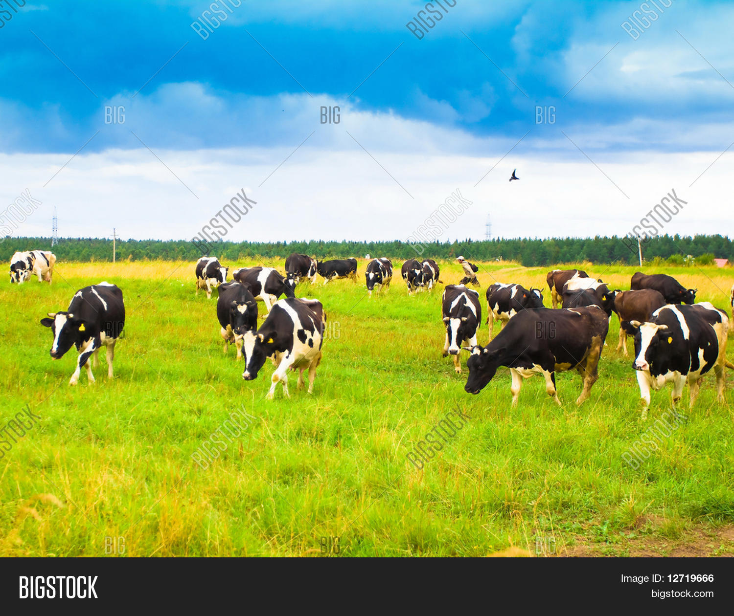 Squad Cute Cows Image & Photo (Free Trial) | Bigstock