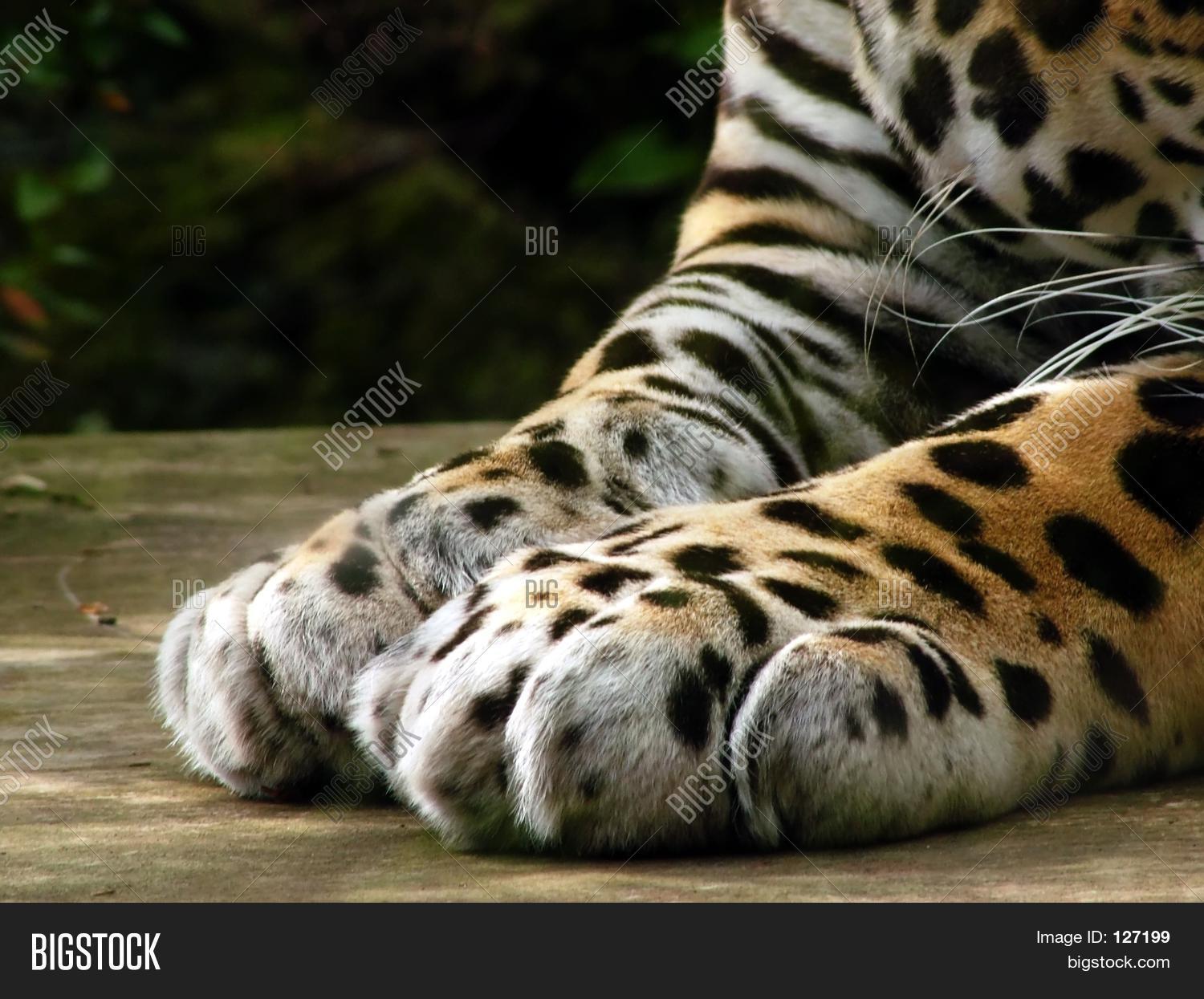 Leopards Paws Image & Photo (Free Trial) | Bigstock
