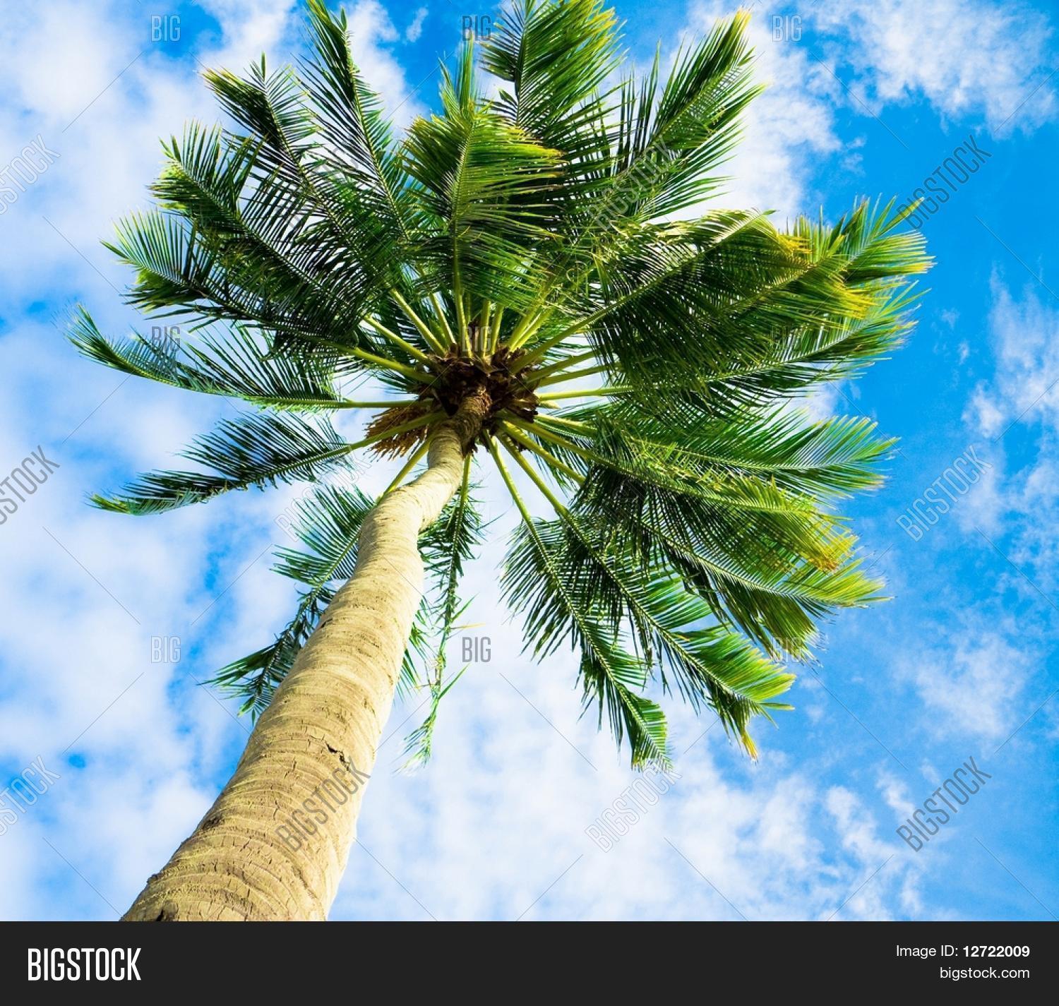 Palms Image & Photo (Free Trial) | Bigstock