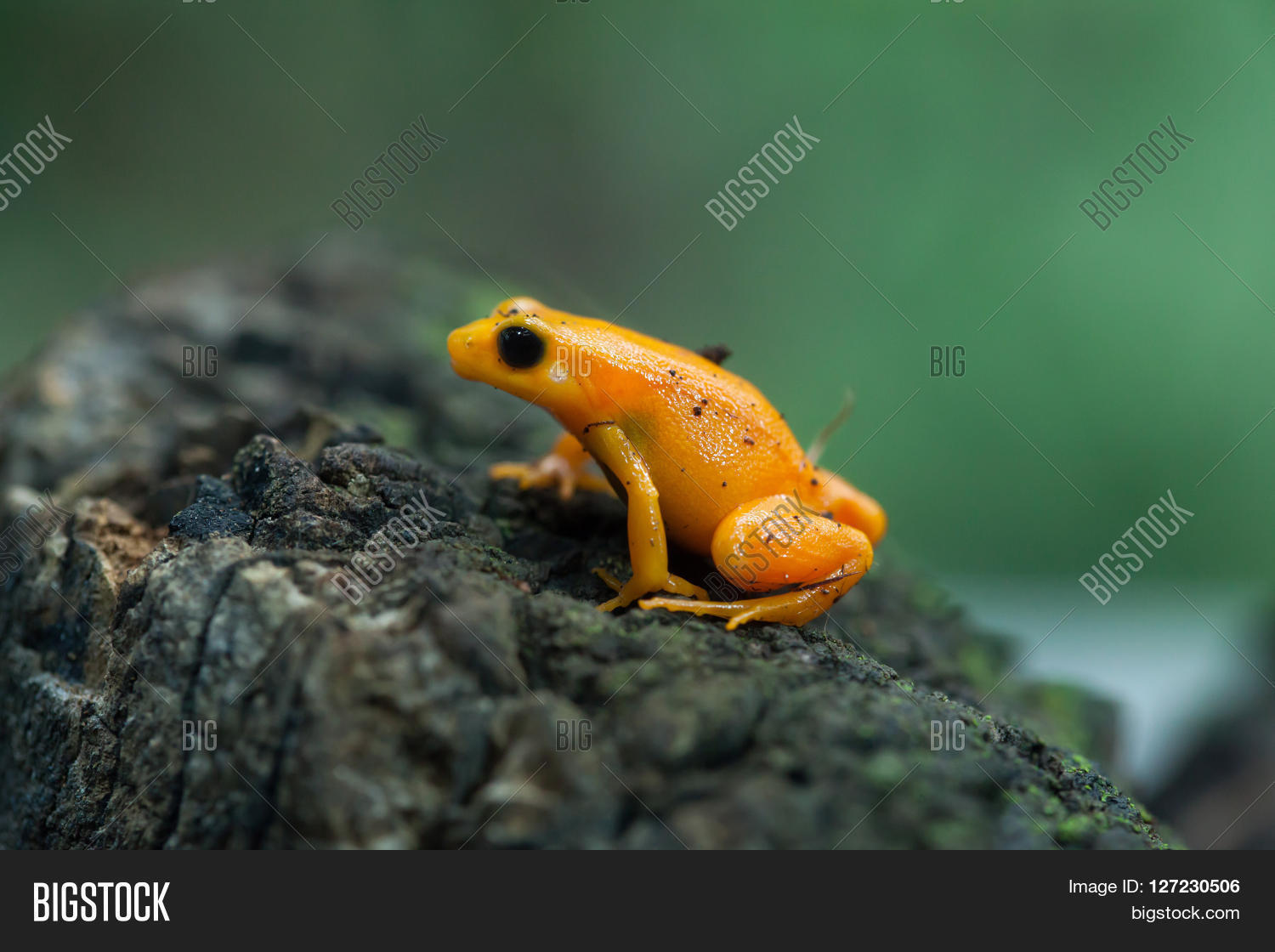 Golden Mantella ( Image & Photo (Free Trial) | Bigstock