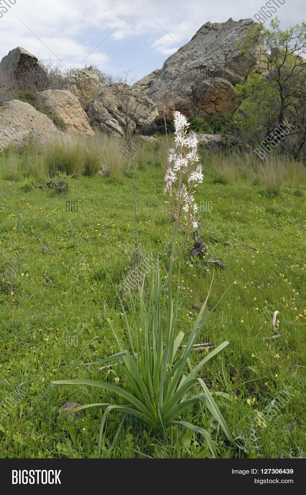 Common Asphodel - Image & Photo (Free Trial) | Bigstock