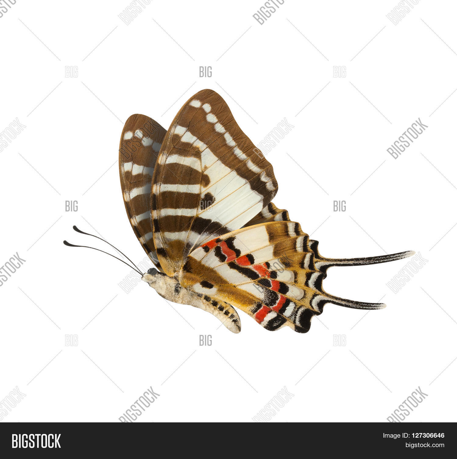 Butterfly Lower Wings Image & Photo (Free Trial) | Bigstock