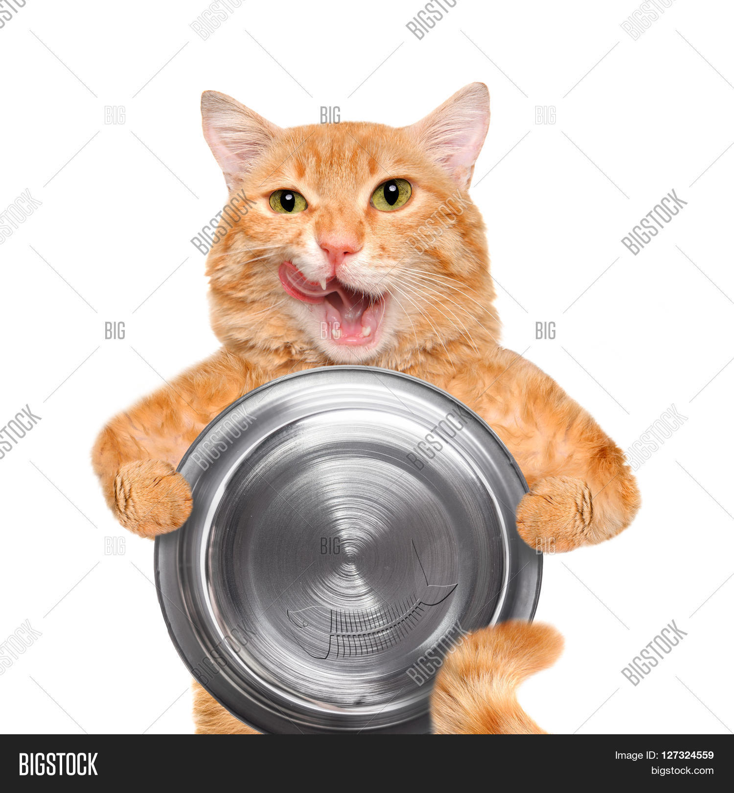Hungry Cat Holding Image & Photo (Free Trial) | Bigstock