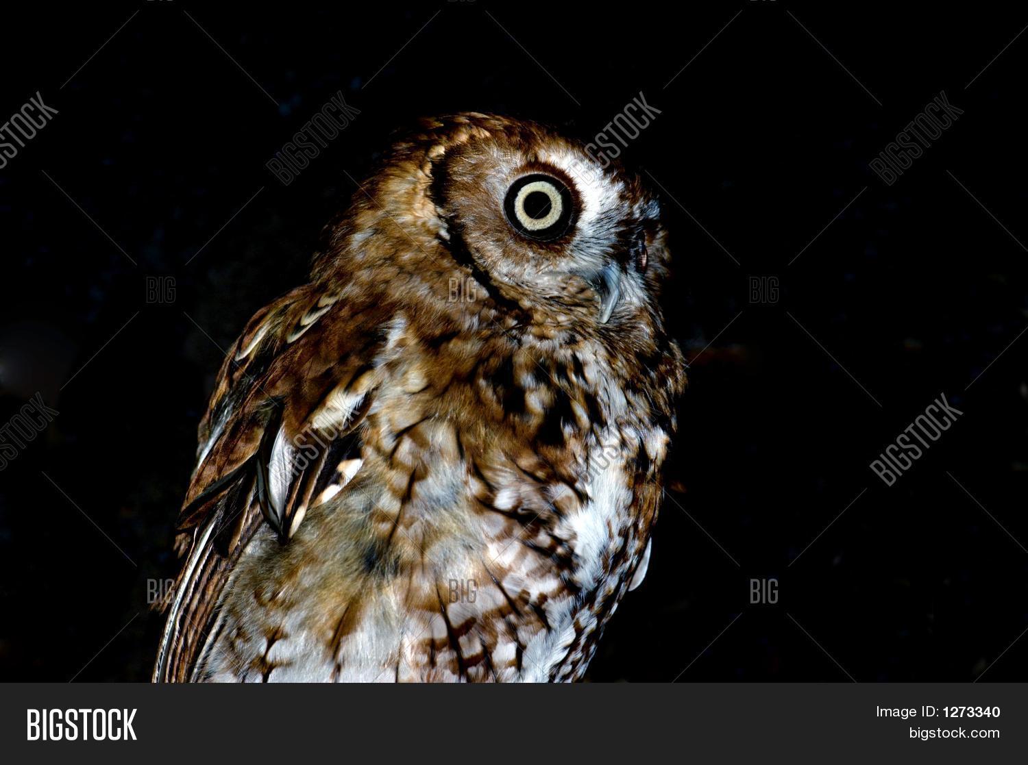 Scary Owl Image & Photo | Bigstock