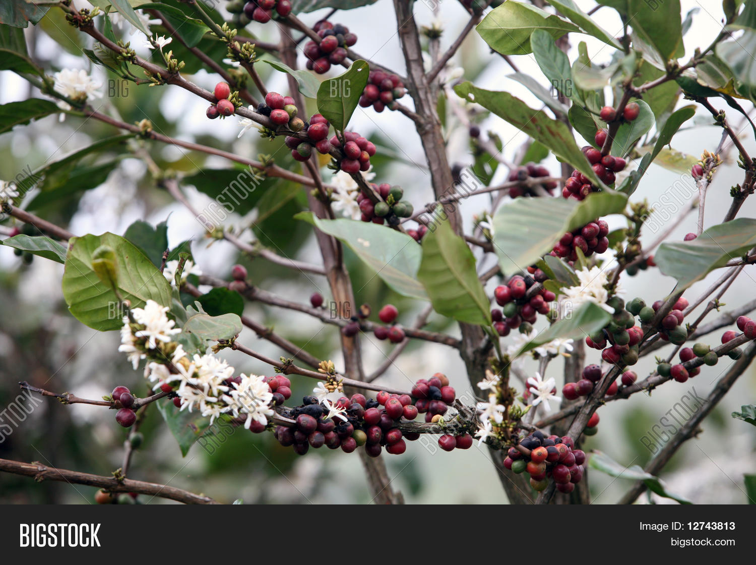 Detail Coffee Tree Image & Photo (Free Trial) | Bigstock