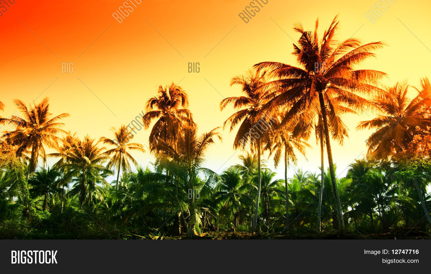 Palms Jungle Thailand Image & Photo (Free Trial) | Bigstock