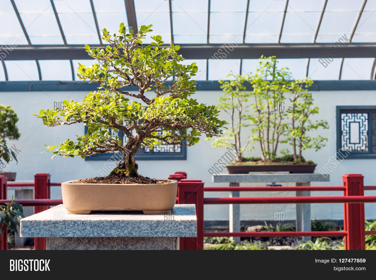 Chinese Boxwood Bonsai Image & Photo (Free Trial) | Bigstock