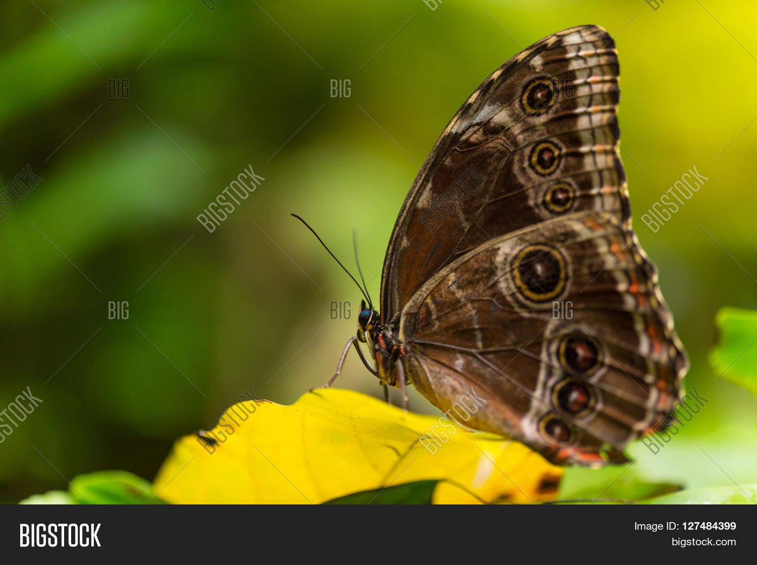 Magnificent Owl ( Image & Photo (Free Trial) | Bigstock