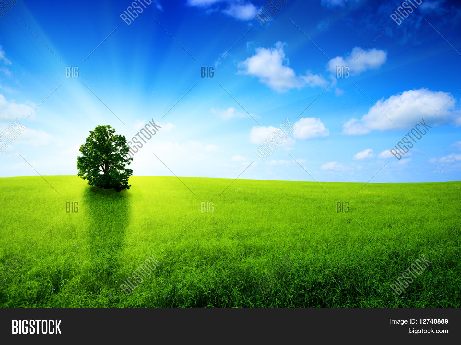 One Tree Sun Image & Photo (Free Trial) | Bigstock