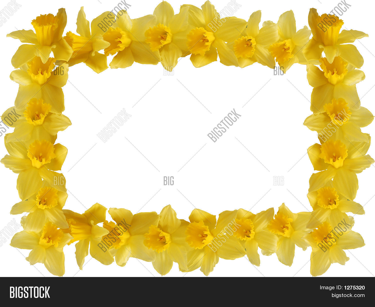Daffodils Border Image & Photo (Free Trial) | Bigstock