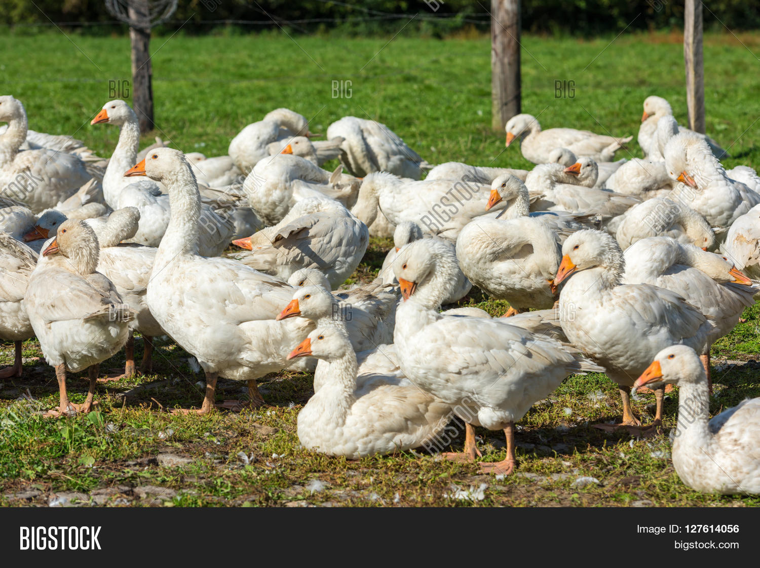 Geese Gaggle Grazing Image & Photo (Free Trial) | Bigstock