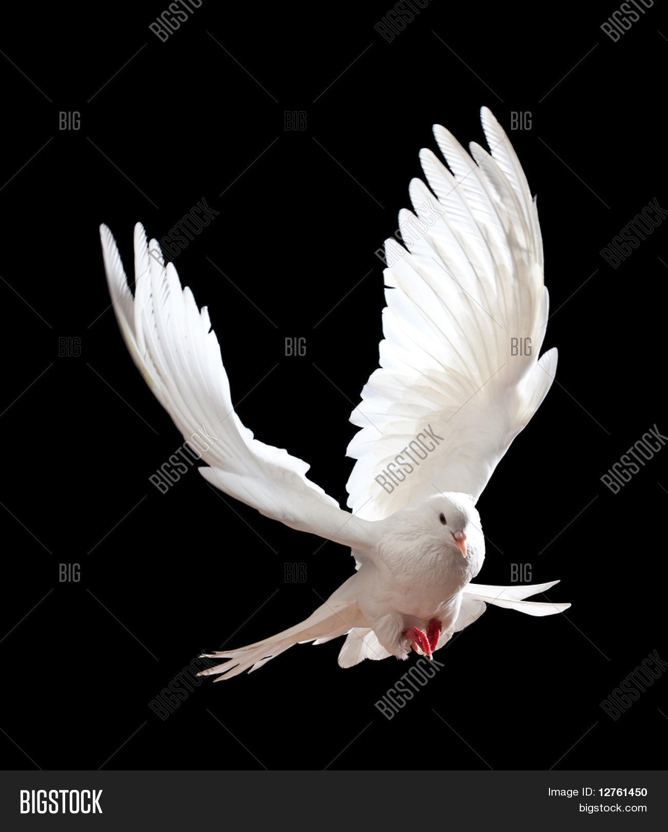 Free Flying White Dove Image & Photo (Free Trial) | Bigstock