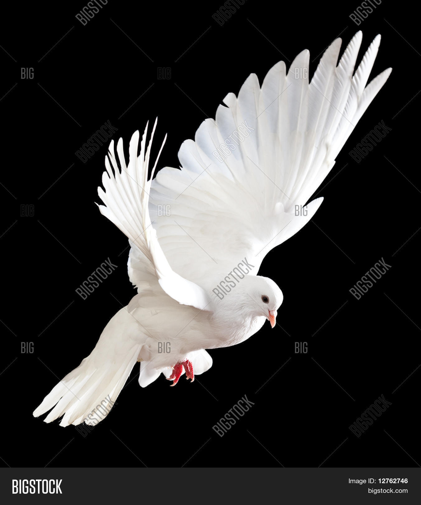 Free Flying White Dove Image & Photo (Free Trial) | Bigstock