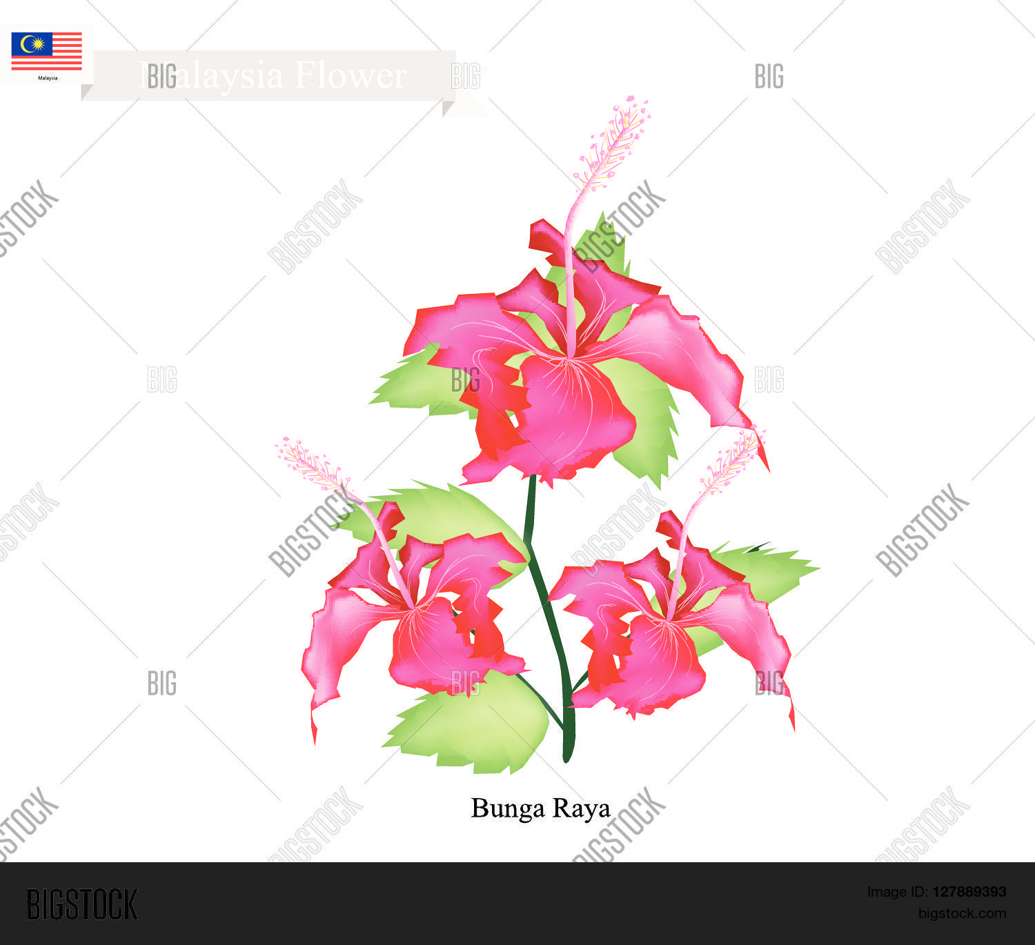 Malaysia Flower Vector & Photo (Free Trial) | Bigstock