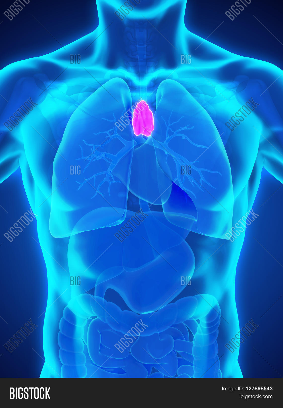 Human Thymus Anatomy Image & Photo (Free Trial) | Bigstock