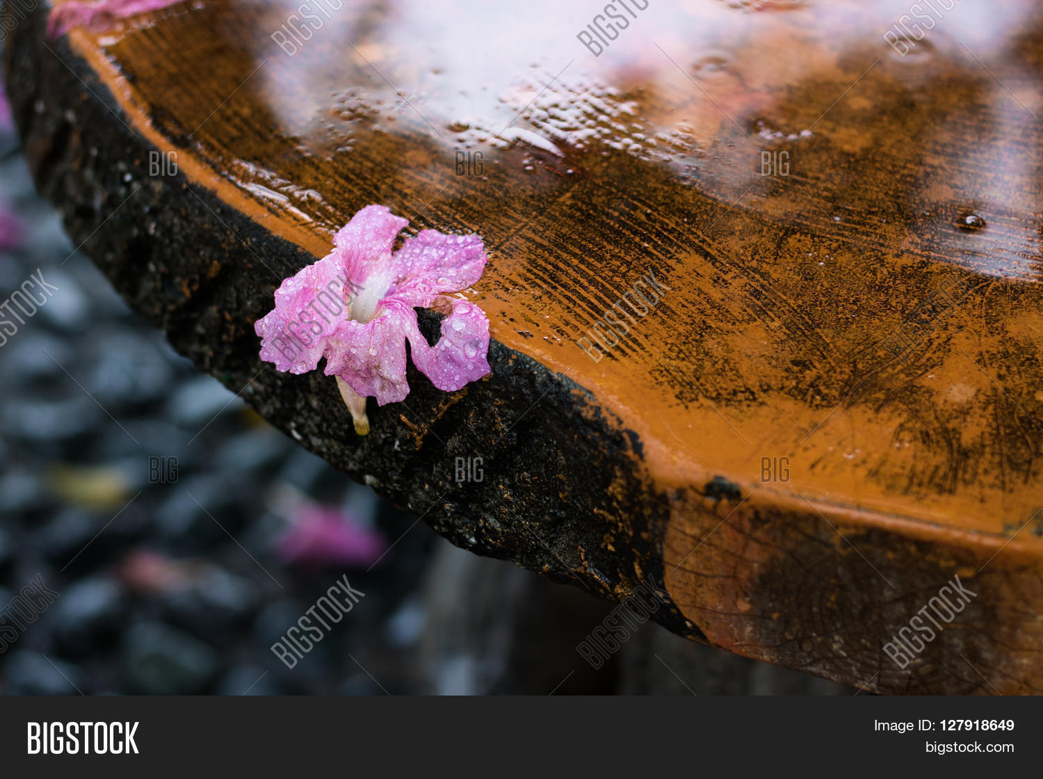 Piece Pink Poui Flower Image & Photo (Free Trial) | Bigstock