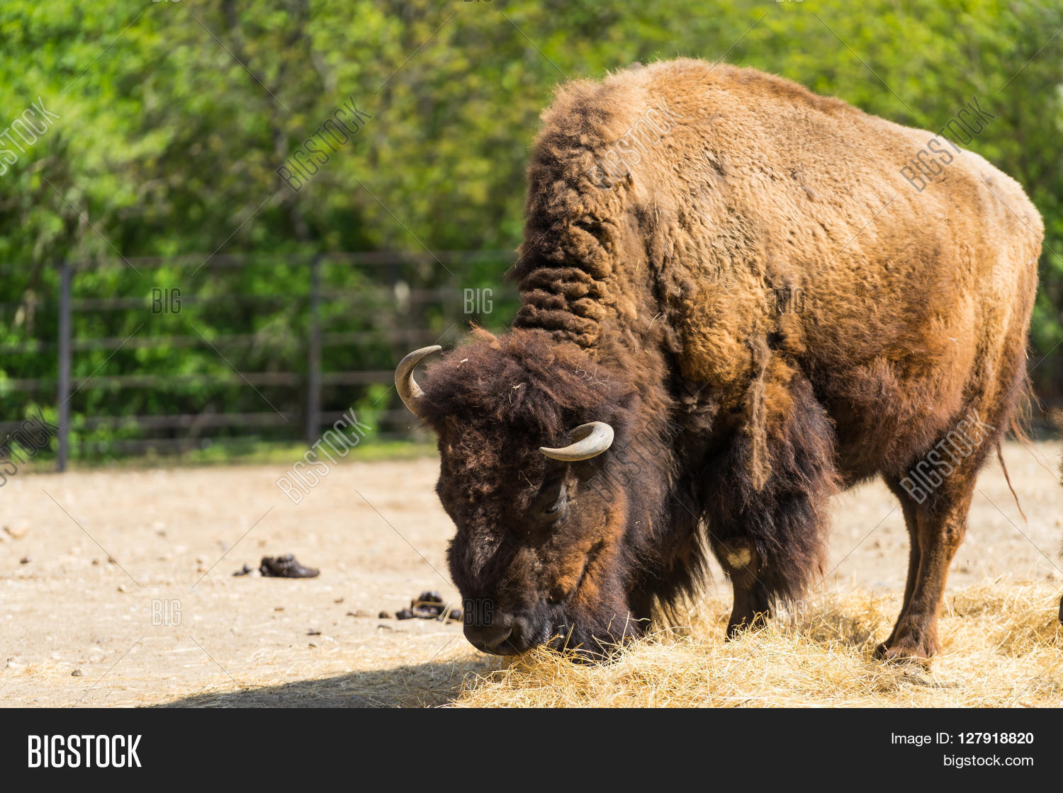 Huge Furry Bison. Image & Photo (Free Trial) | Bigstock