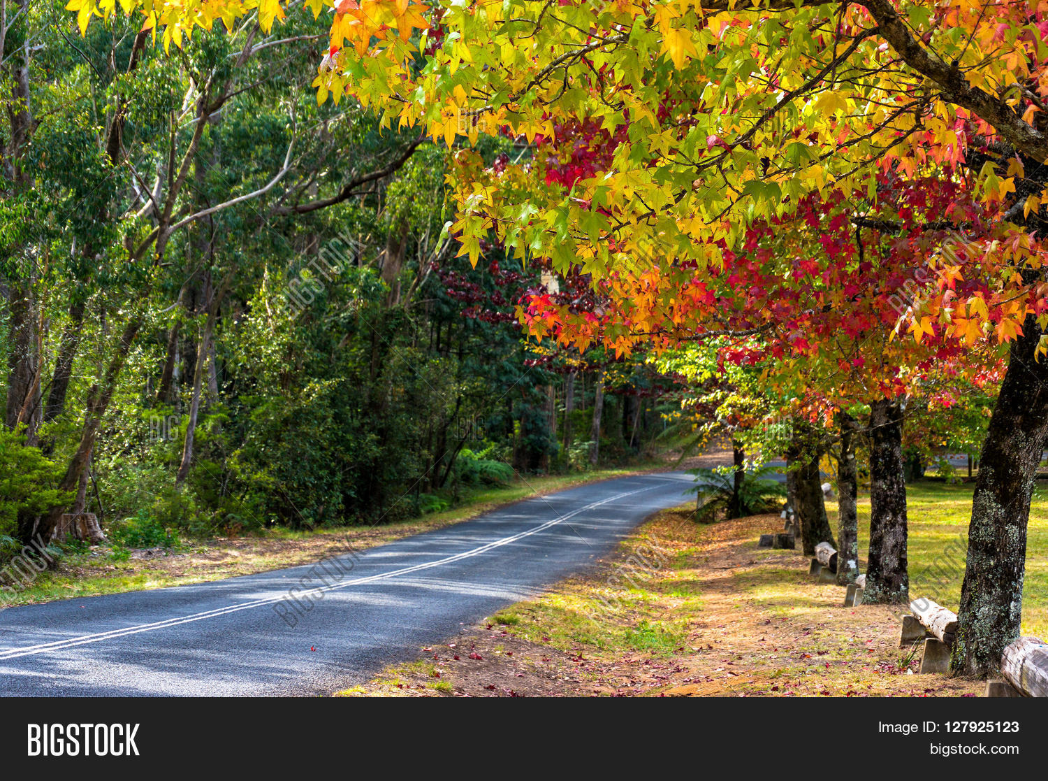 Autumn Landscape Road Image & Photo (Free Trial) | Bigstock