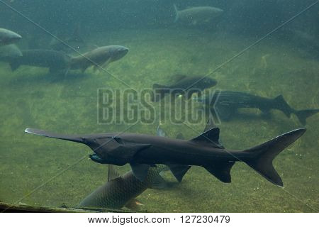 American Paddlefish ( Image & Photo (Free Trial) | Bigstock