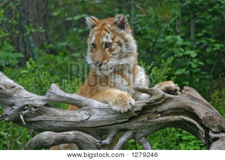 Golden Tabby Tiger Image & Photo (Free Trial) | Bigstock