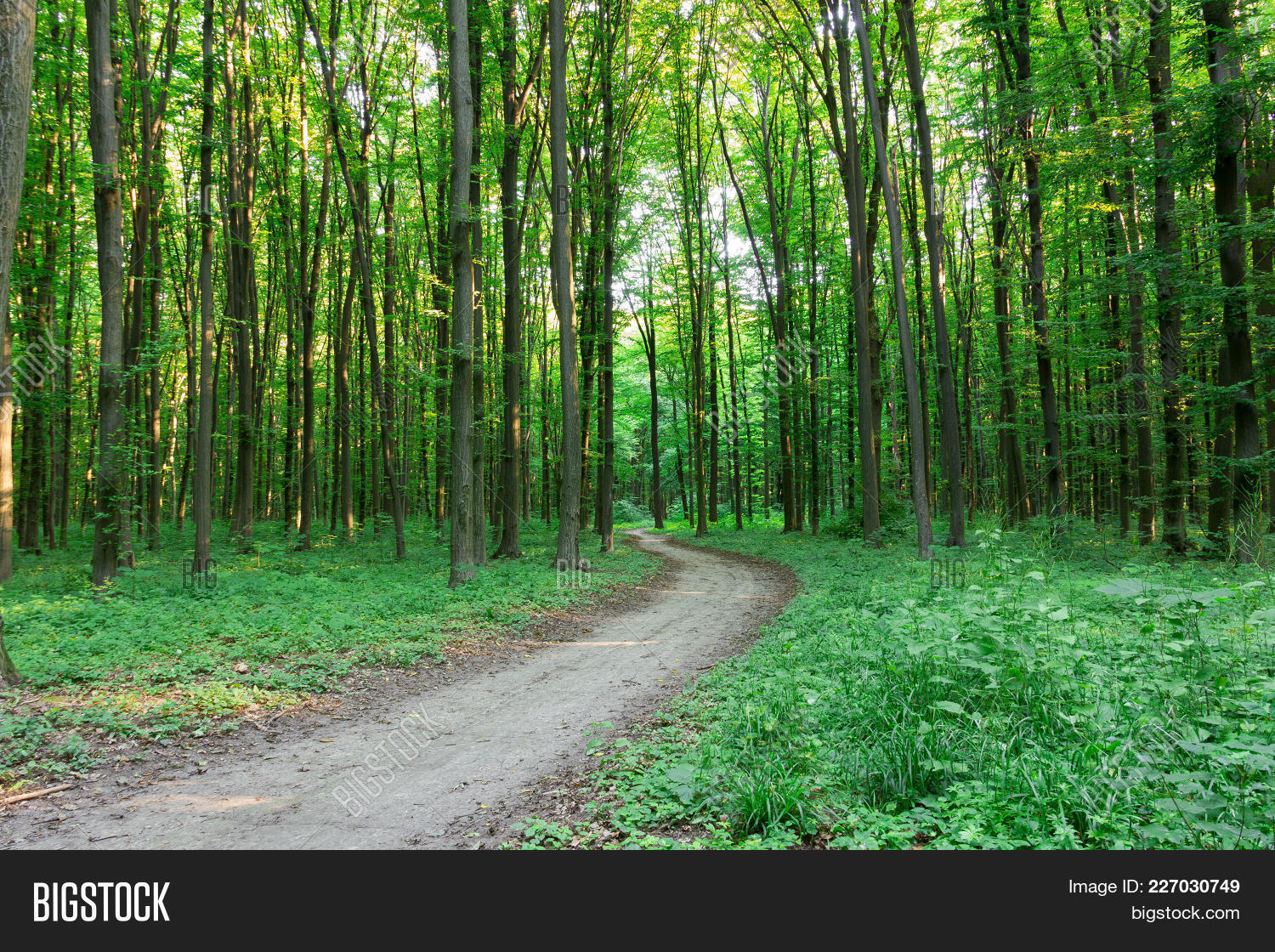 Curve Footpath Through Image & Photo (Free Trial) | Bigstock
