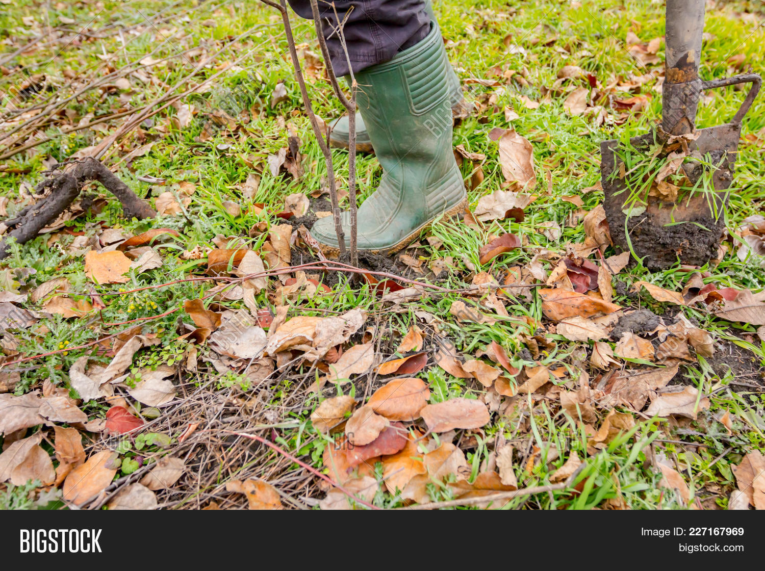 Gardener Using Shovel Image & Photo (Free Trial) | Bigstock