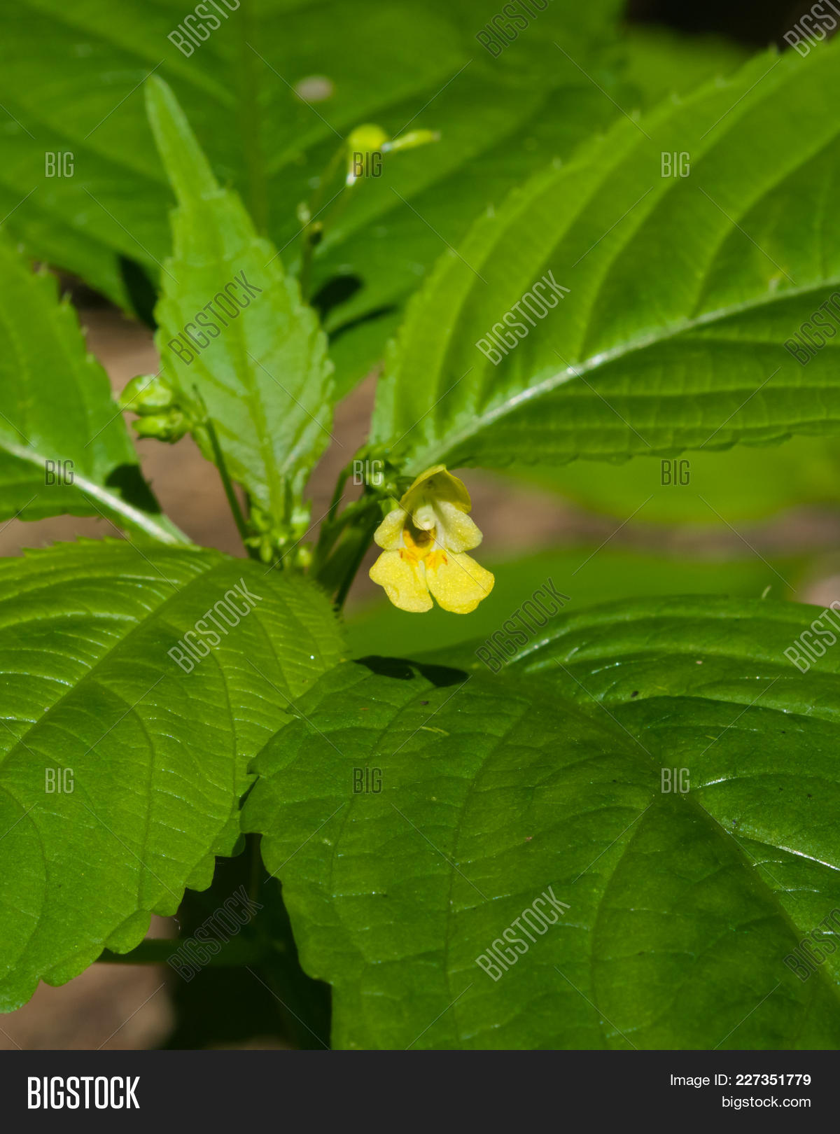 Small Balsam Touch-me- Image & Photo (Free Trial) | Bigstock