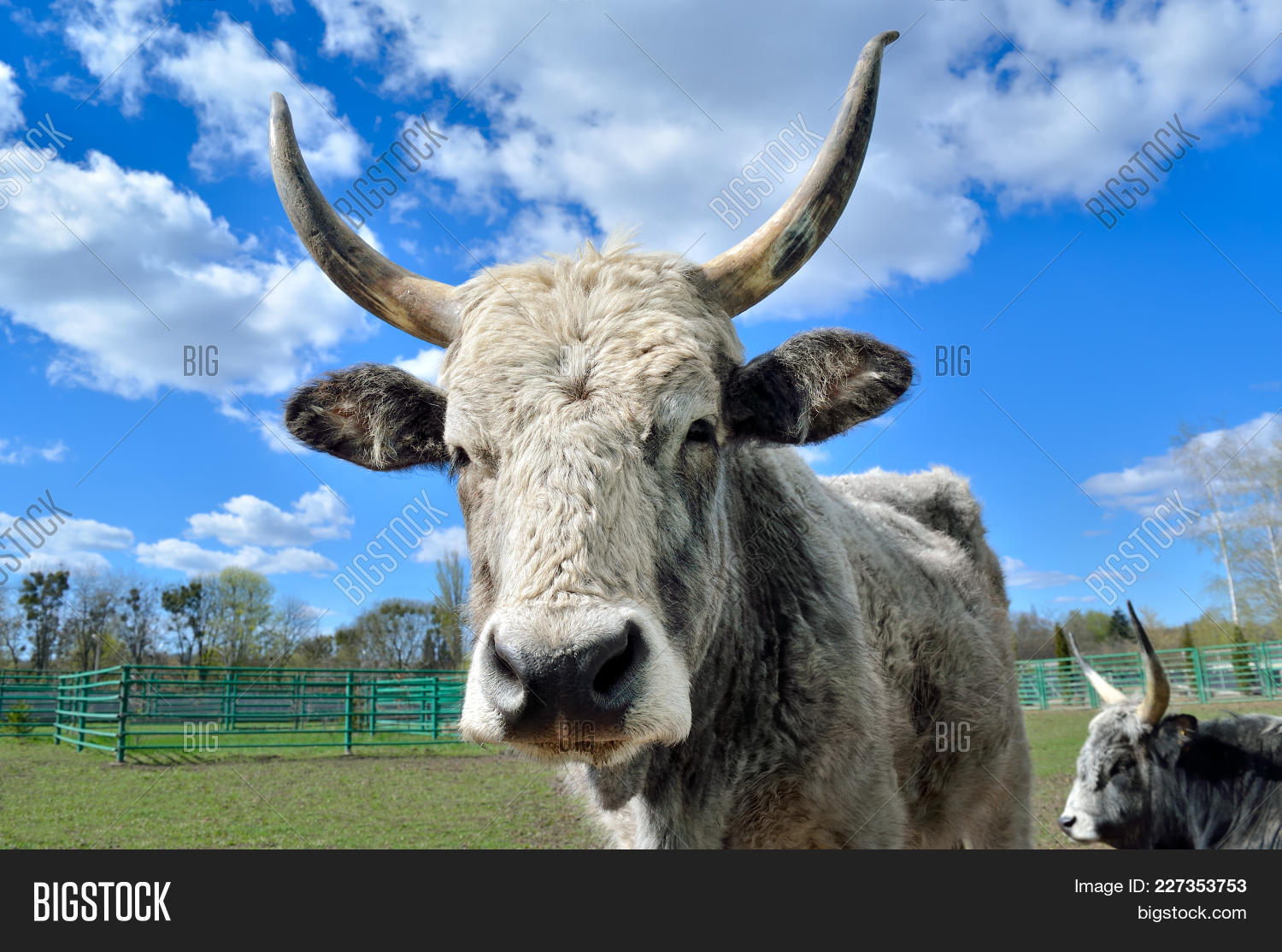 Hungarian Gray Cattle