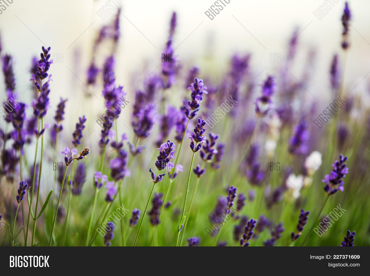 Lavender Bushes Close Image & Photo (Free Trial) | Bigstock