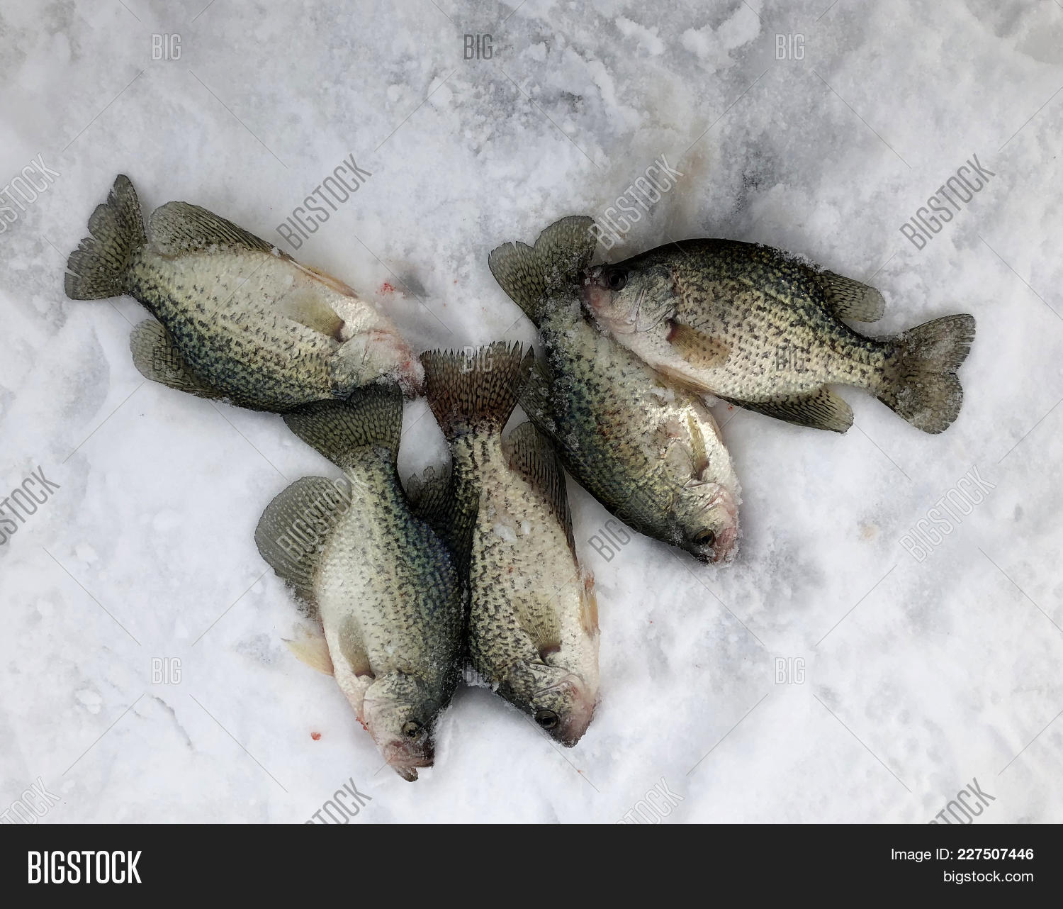 Five Crappies Caught Image & Photo (Free Trial) | Bigstock