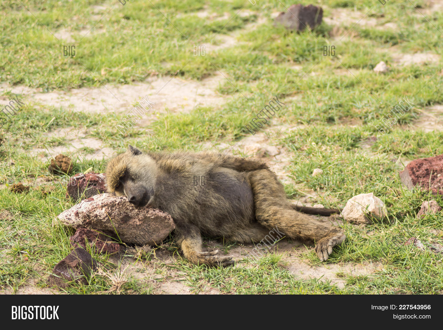 Baboon Lay On Ground Image & Photo (Free Trial) | Bigstock