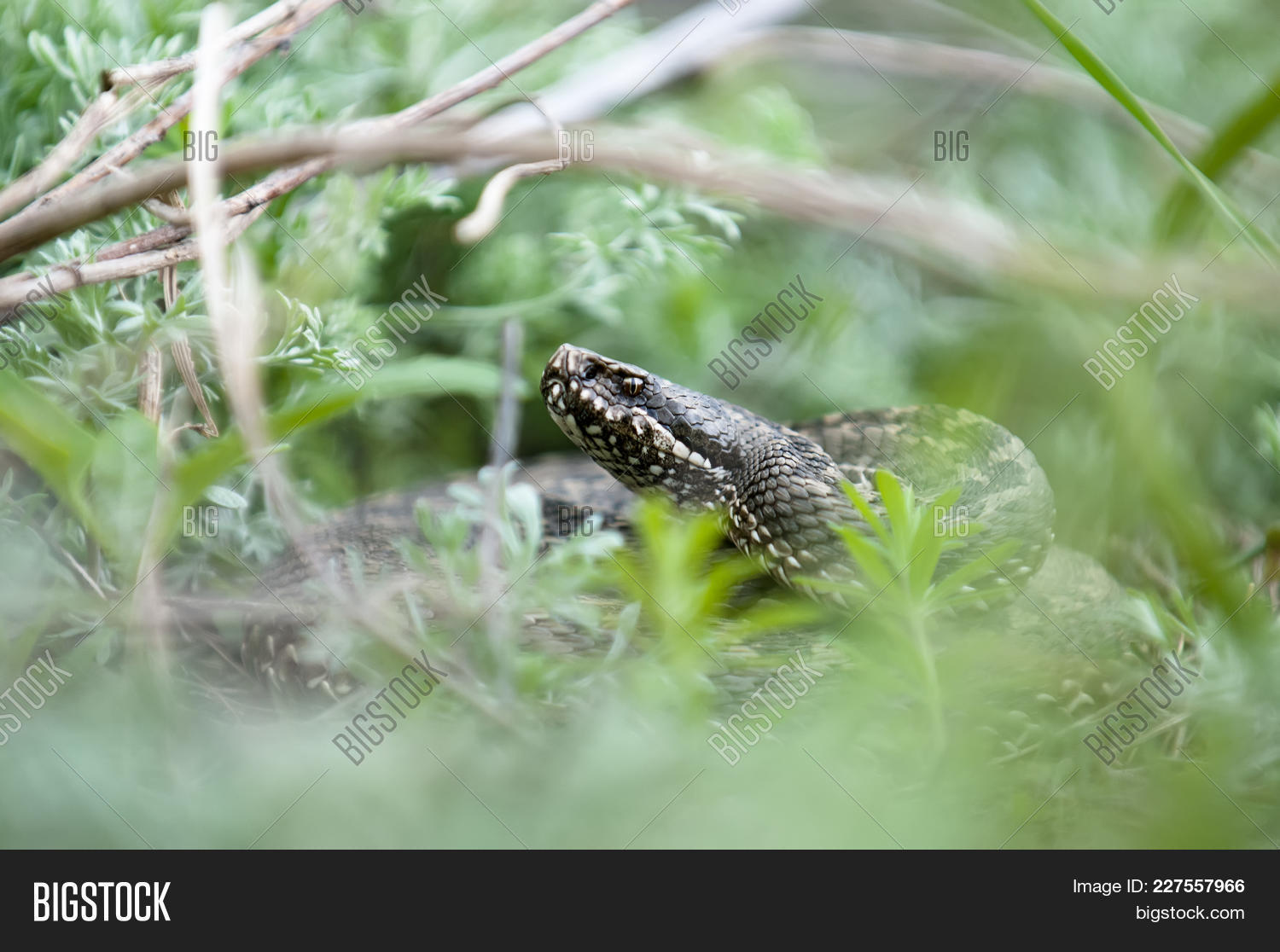 Vipera Ursinii Meadow Image & Photo (Free Trial) | Bigstock