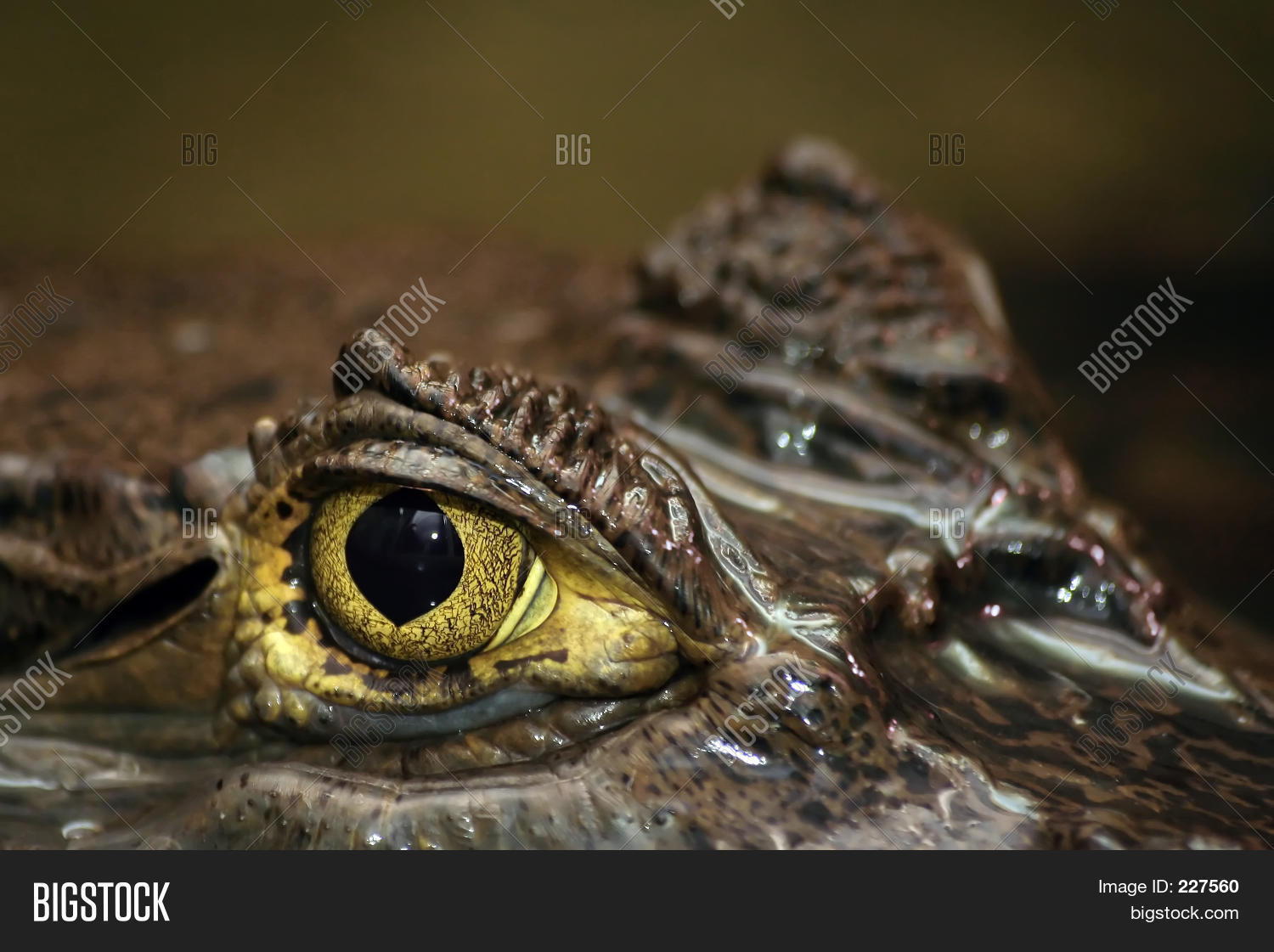 Spectacled Caiman's Image & Photo (Free Trial) | Bigstock