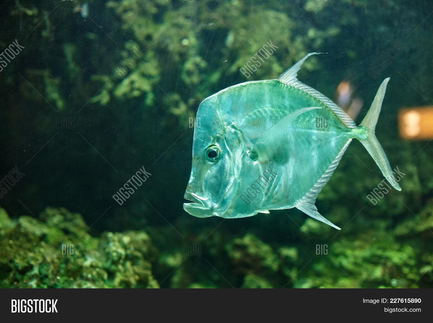 Lookdown Fish (selene Image & Photo (Free Trial) | Bigstock