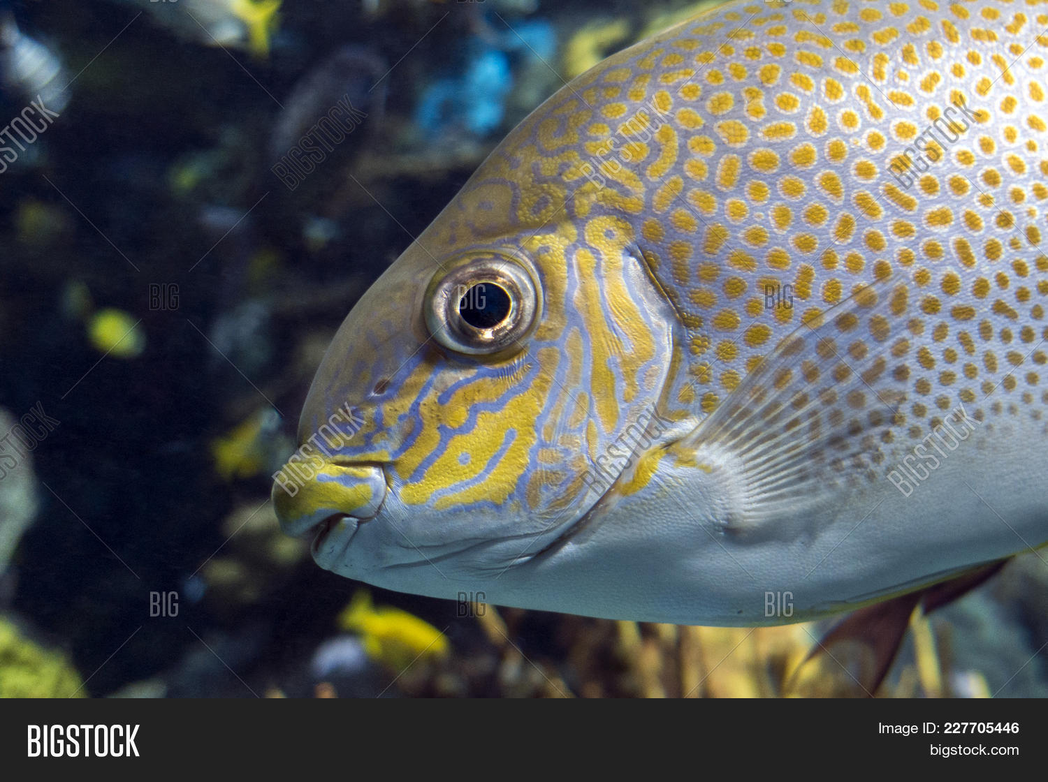Yellow Spot Rabbitfish Image & Photo (Free Trial) | Bigstock