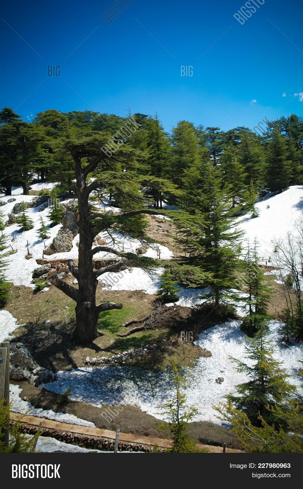Lebanese Cedars Arz Ar Image & Photo (Free Trial) | Bigstock