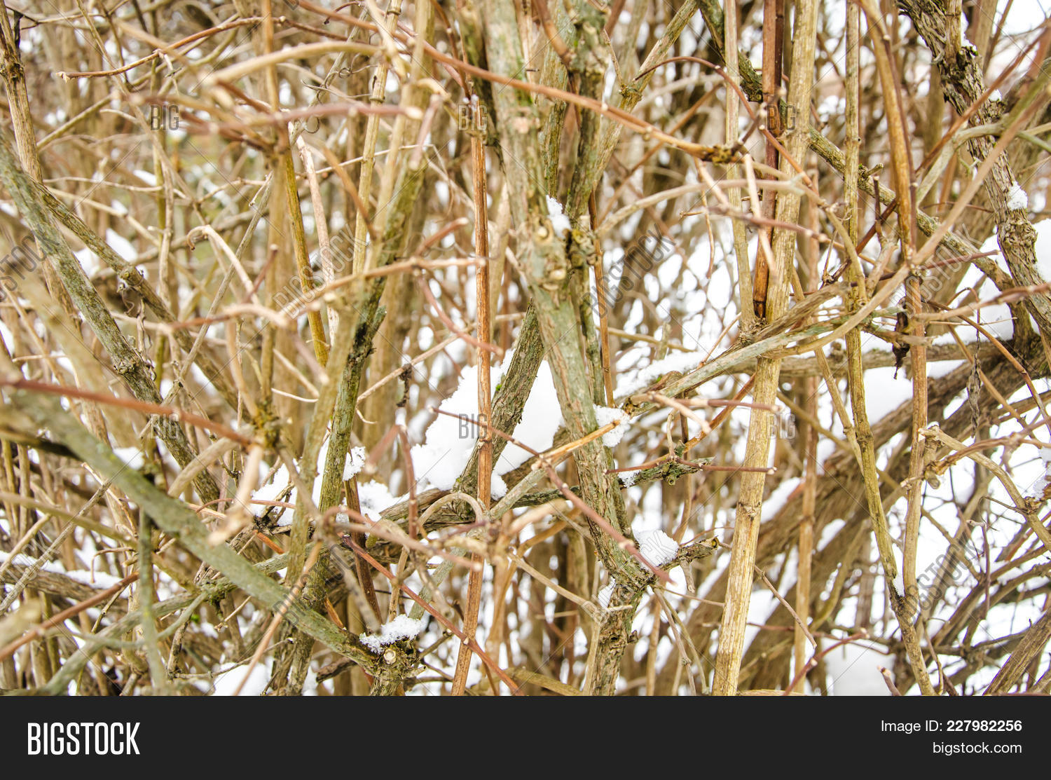 Gray Bush Branches Image & Photo (Free Trial) | Bigstock