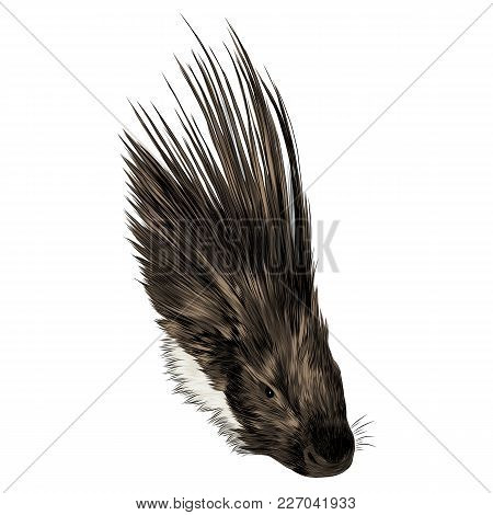 Porcupine Head Sketch Vector & Photo (Free Trial) | Bigstock